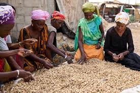 Arachide : le Sénégal en route vers un record historique de 900 000 ...